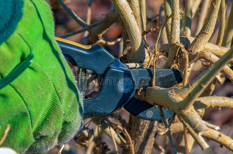 Trimming Hibiscus Syriacus. Pruning Tree Branches with Scissors Stock ...
