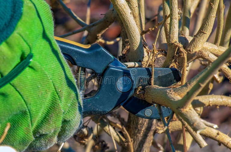 Trimming Hibiscus Syriacus. Pruning Tree Branches with Scissors Stock ...