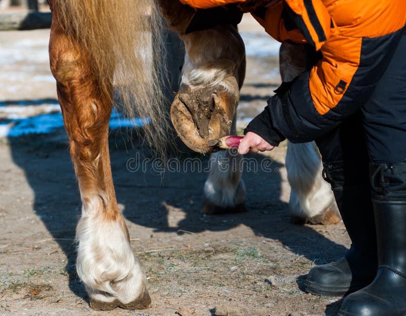 Trimming a horse hoof stock photo. Image of wall, hoof - 3967824
