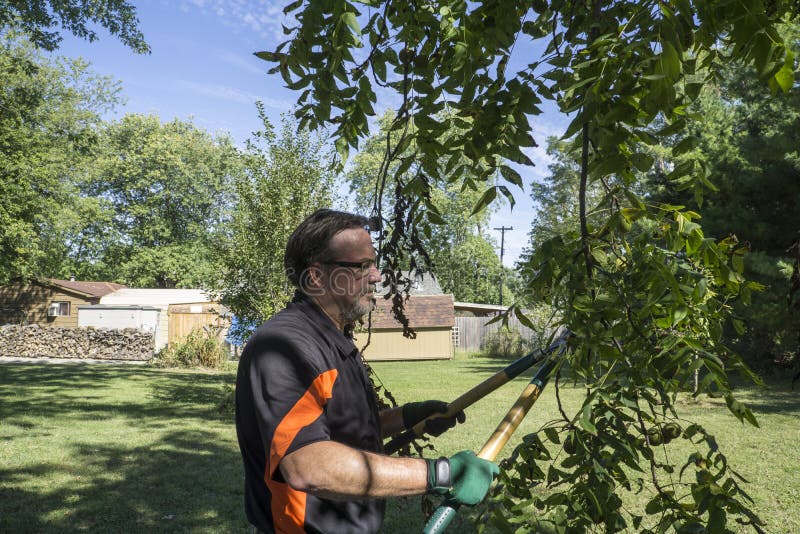 Trimming a Low Lying Tree Limb Stock Image - Image of plant, hobby ...