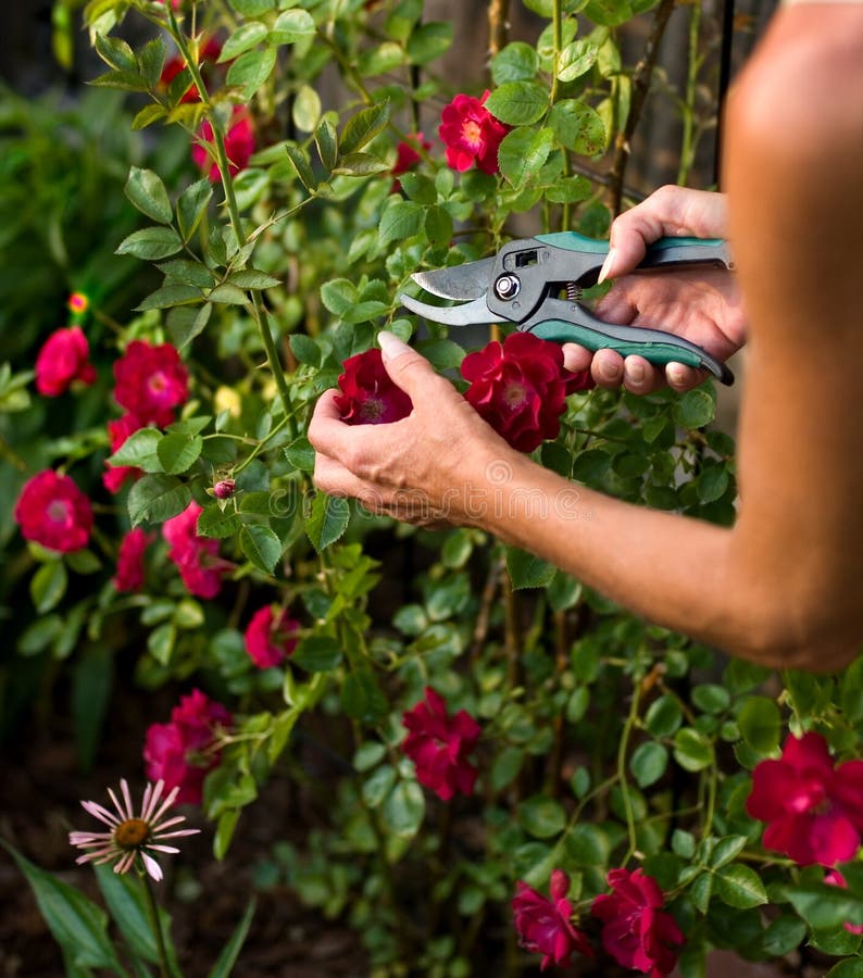Gardening at a Rose Bush stock image. Image of bright - 8686359