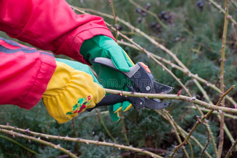 Trimming the rose bushes stock photo. Image of work, gardening - 39596726