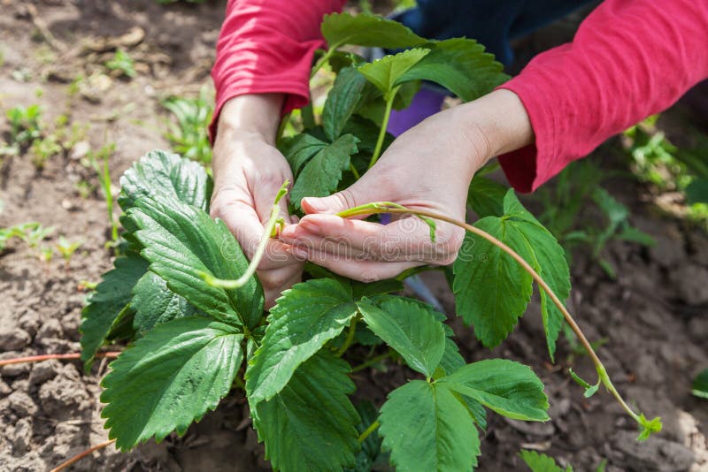 Trimming Runners on Strawberry Closeup Stock Photo - Image of ...