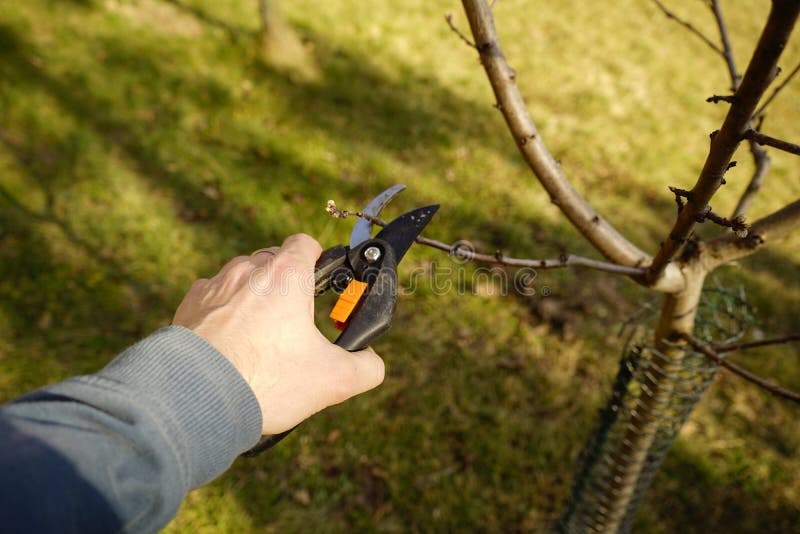 Trimming Spring Tree Twigs, Branches, Hand Holding Tree Trimmers Stock ...