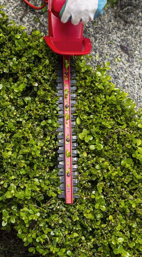 Trimming Top of Hedges with Hedger Tool Stock Image - Image of house ...