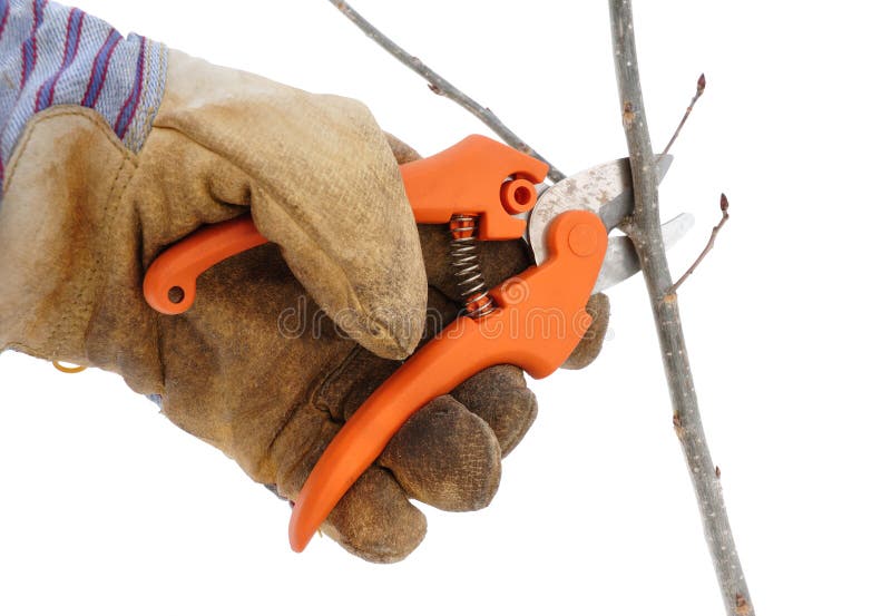 Trimming a Tree Branch with Pruning Shears Stock Image - Image of ...