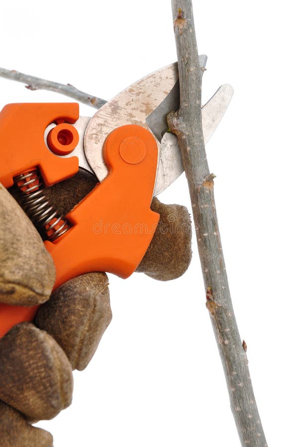 Gardening, pruning. stock photo. Image of tool, trim - 13934008
