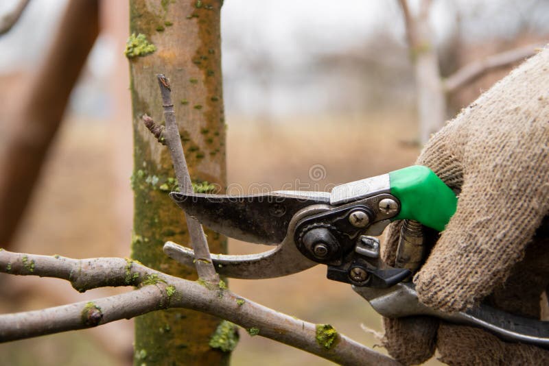 Trimming the Tree Branches with Scissors. Spring Work in the Garden ...