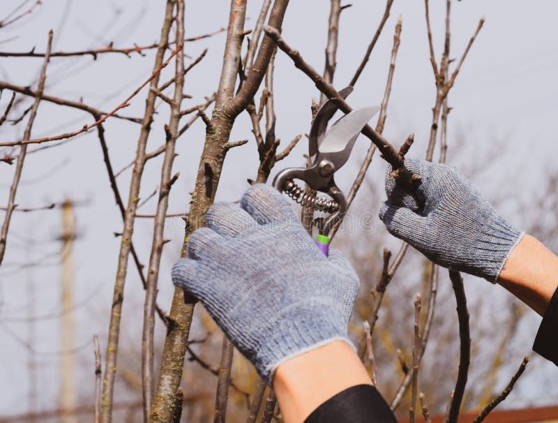 Trimming Tree with a Cutter. Spring of Fruit Trees Stock Photo - Image ...