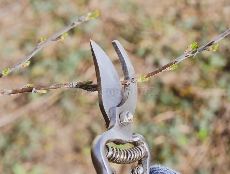 Trimming Tree with a Cutter. Spring of Fruit Trees Stock Photo - Image ...