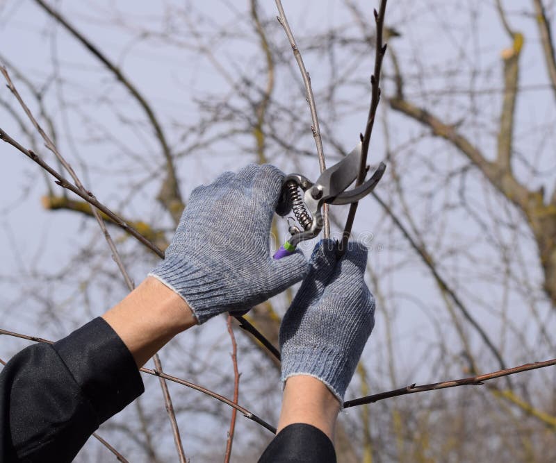 Trimming Tree with a Cutter. Spring Pruning of Fruit Trees Stock Photo ...