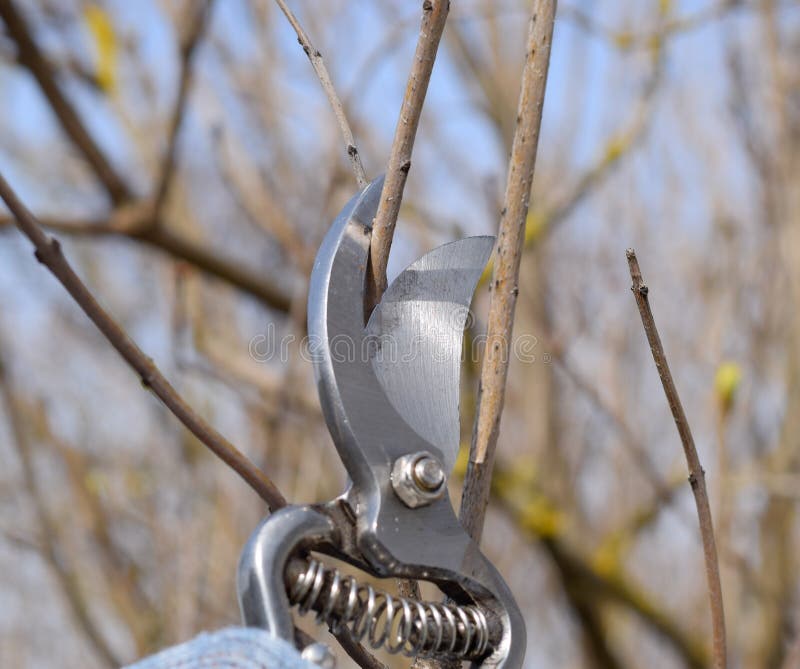 Trimming Tree with a Cutter. Spring Pruning of Fruit Trees Stock Image ...