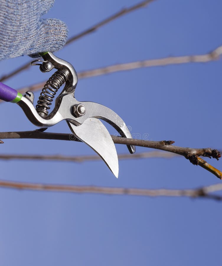 Trimming Tree with a Cutter. Spring Pruning of Fruit Trees Stock Image ...