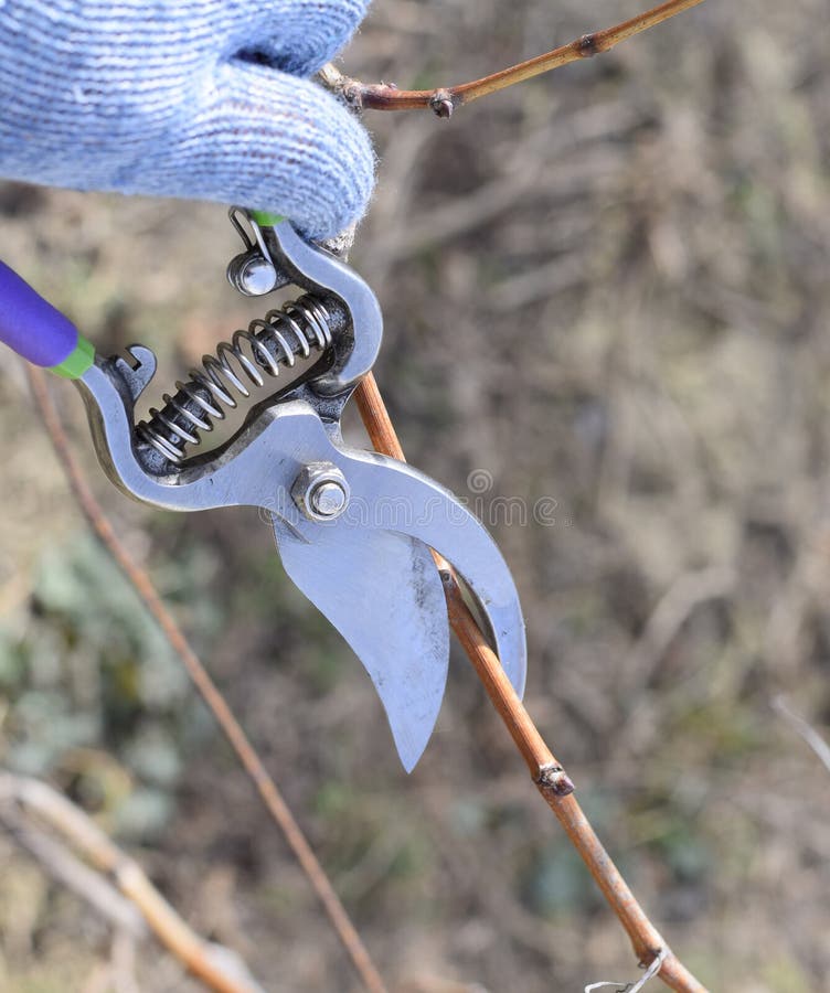 Trimming Tree with a Cutter. Spring Pruning of Fruit Trees Stock Photo ...