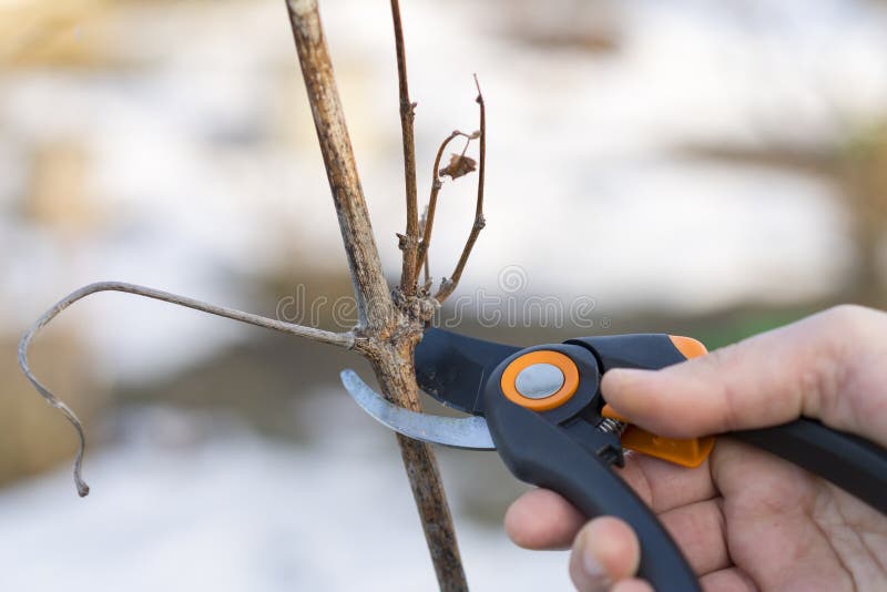 Trimming the Tree with a Cutter. Spring Pruning of Fruit Trees Stock ...