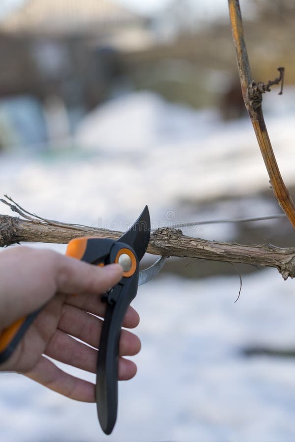 Trimming the Tree with a Cutter. Spring Pruning of Fruit Trees. Pruner ...