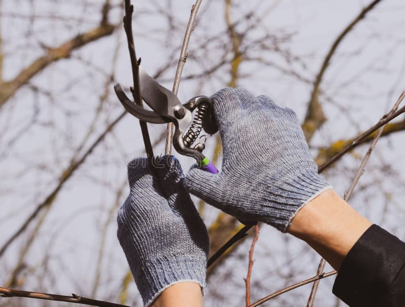 Trimming Tree with a Cutter. Spring of Fruit Trees Stock Photo - Image ...