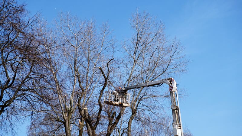 Trimming Tree by Man with Chainsaw, Standing on Platform of Mechanical ...