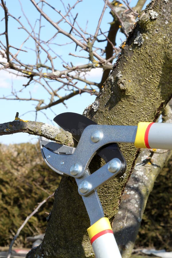 Trimming Trees stock image. Image of branch, object, tool - 13270471