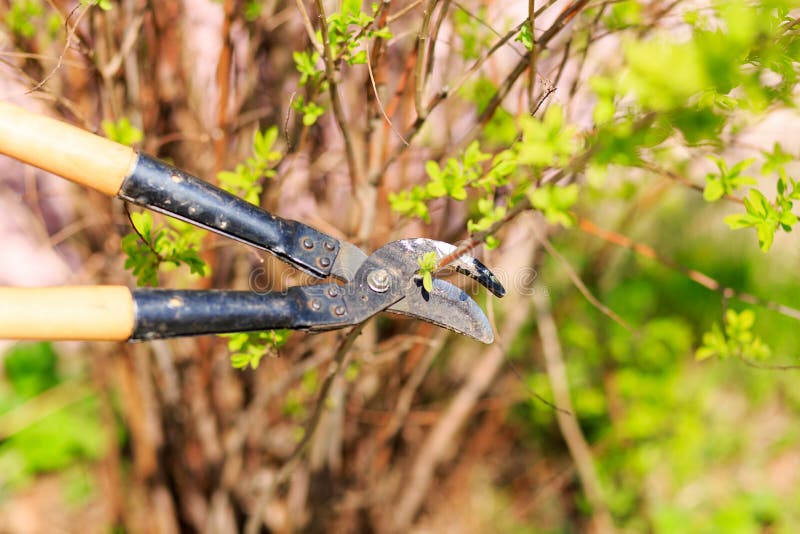 Trimming of trees stock image. Image of garden, worker - 92227749