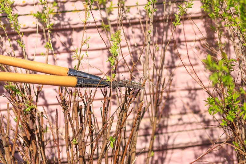 Trimming of trees stock photo. Image of bush, mower, scissor - 92227756