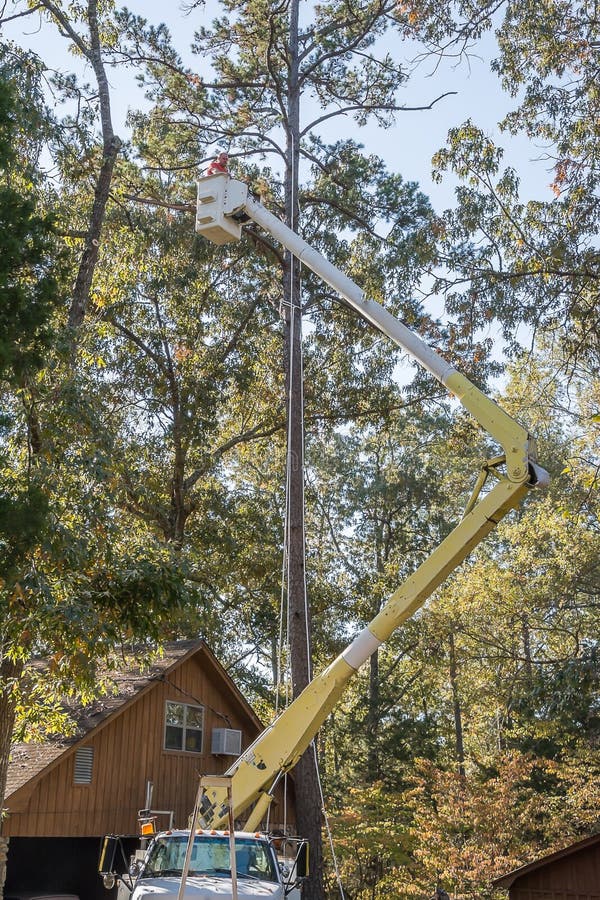 Trimming Trees. editorial stock image. Image of occupation - 82545954