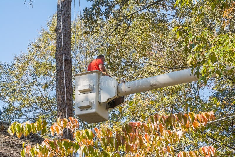 Trimming Trees. editorial photo. Image of house, worker - 82546596
