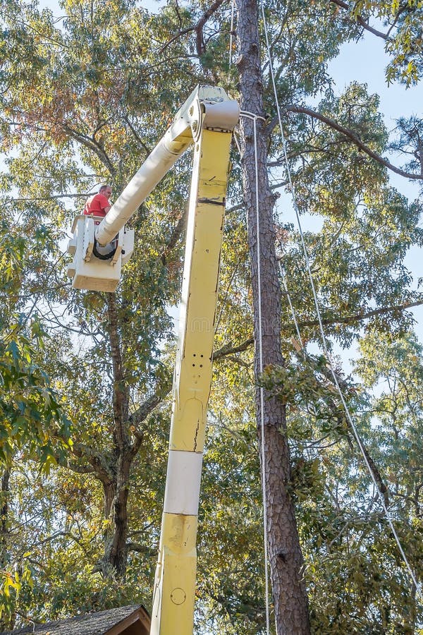 Trimming Trees. editorial stock photo. Image of clear - 82555563