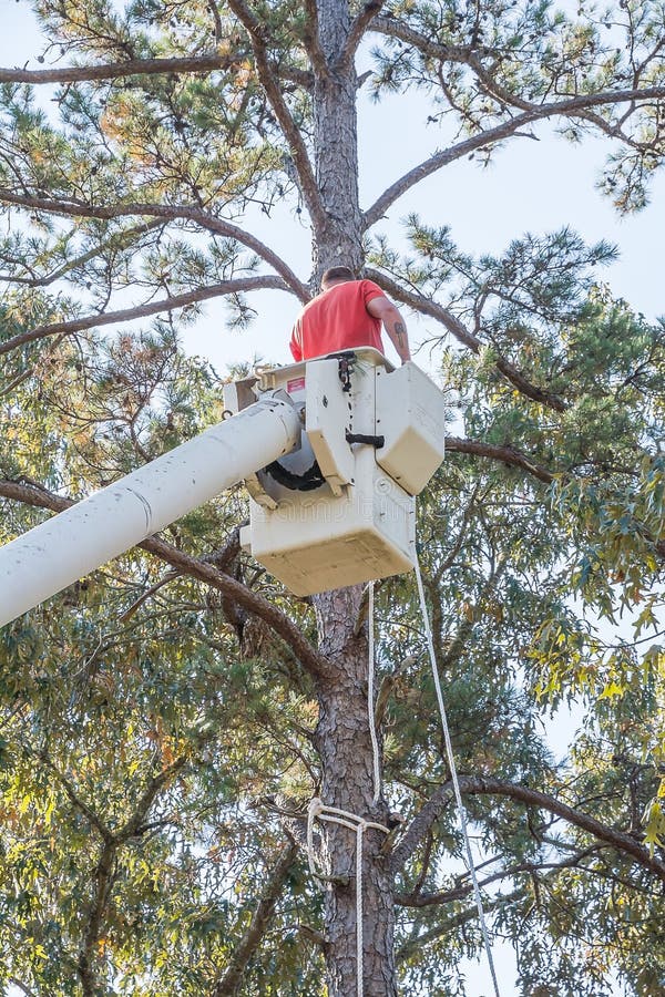 Trimming Trees. stock image. Image of trimmer, boom, green - 82668489