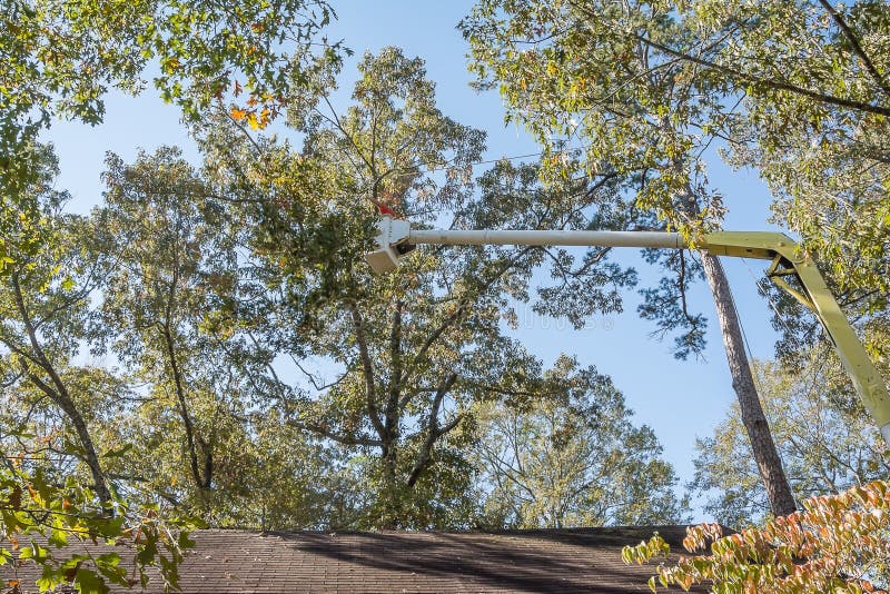 Trimming Trees. stock photo. Image of rope, truck, sunny - 82670332