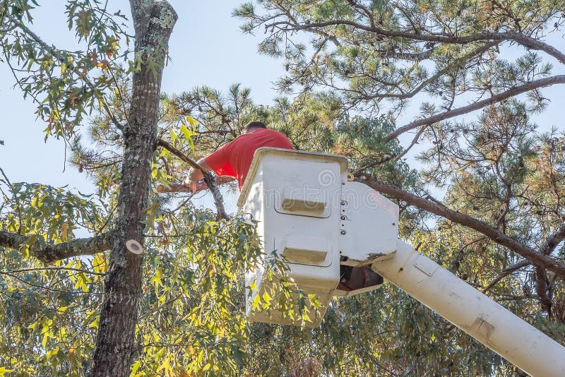 Trimming Trees. stock photo. Image of trimmer, tree, foliage - 82681172