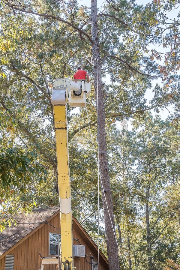 Trimming Trees. stock photo. Image of truck, dangerous - 82681666