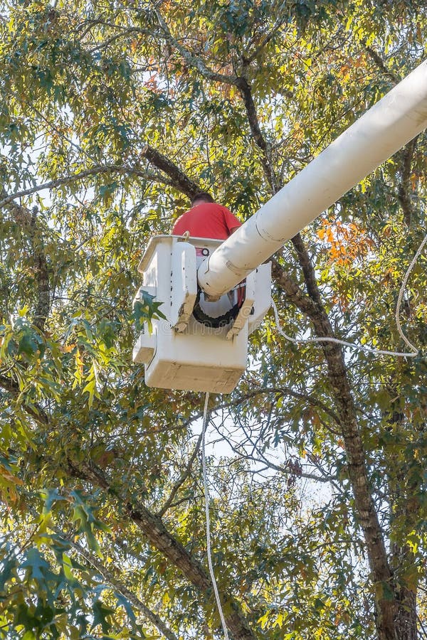 Trimming Trees. stock photo. Image of tree, worker, chainsaw - 82681826
