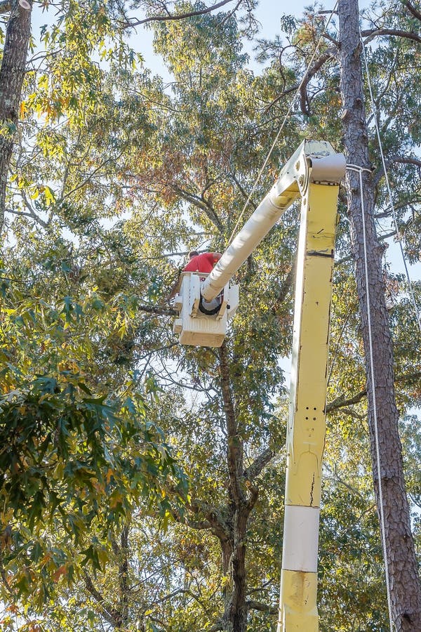 Trimming Trees. stock image. Image of foliage, rope, daytime - 82682363