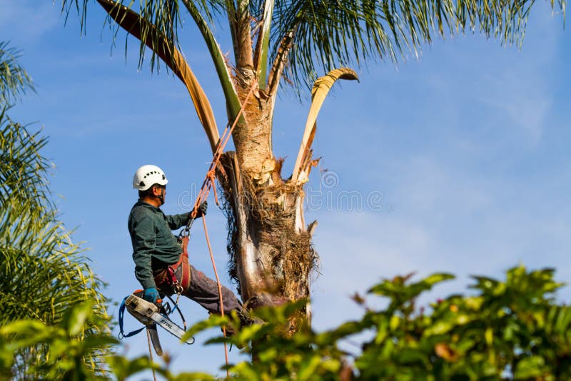 Trimming Trees editorial photography. Image of worker - 44445957