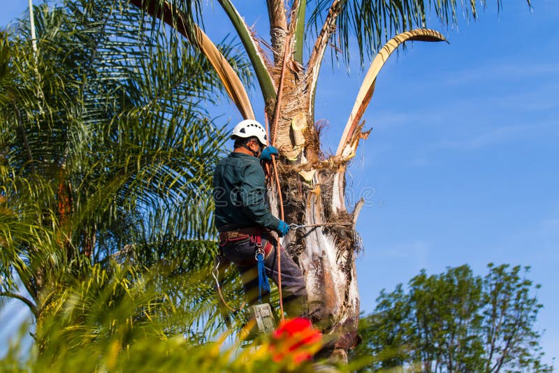 Trimming Trees editorial stock image. Image of branch - 44445959