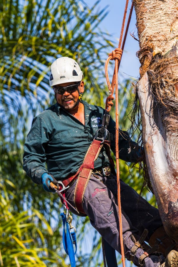 Trimming Trees editorial photo. Image of plant, grass - 44445961