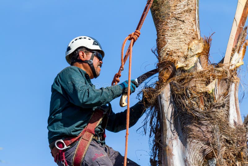 Trimming Trees editorial photography. Image of rope, adventure - 44445962