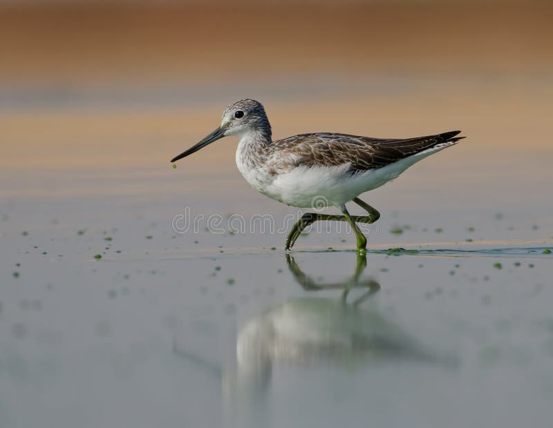 Tringa nebularia stock image. Image of isolated, water - 36925277