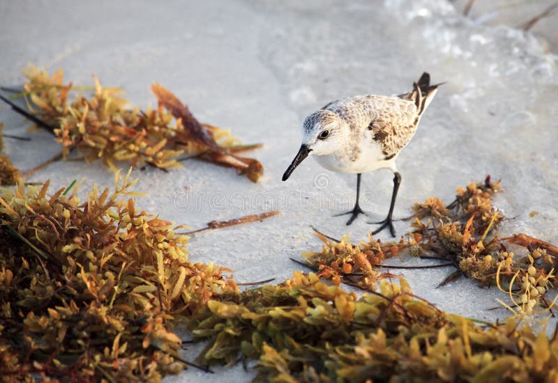 Tringa on the seashore. stock photo. Image of cayo, atlantic - 23358664