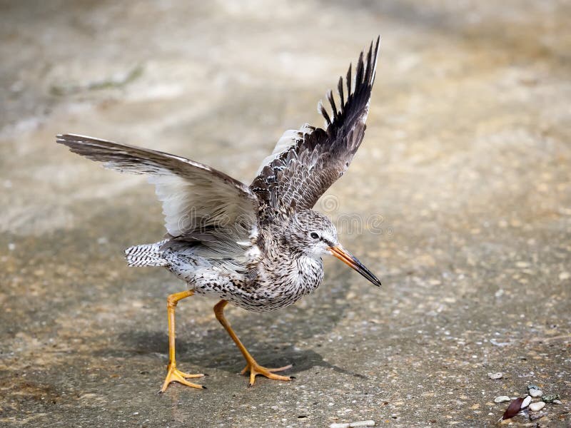 Tringa totanus stock photo. Image of bird, legs, long - 26411732