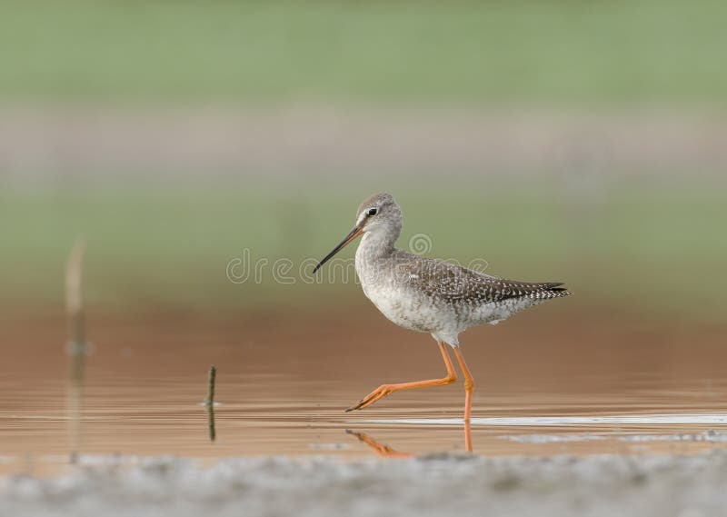 Tringa totanus stock image. Image of wader, wildlife - 36470491
