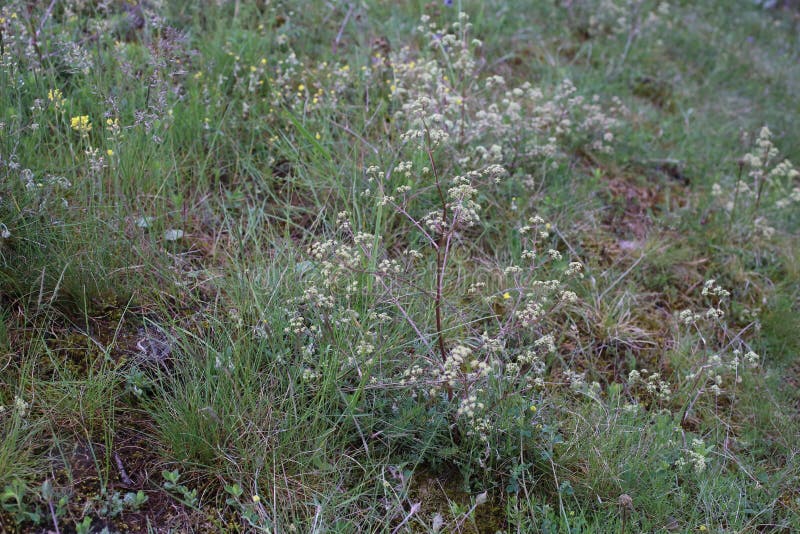 Trinia Glauca - Wild Plant Shot in the Spring Stock Photo - Image of ...
