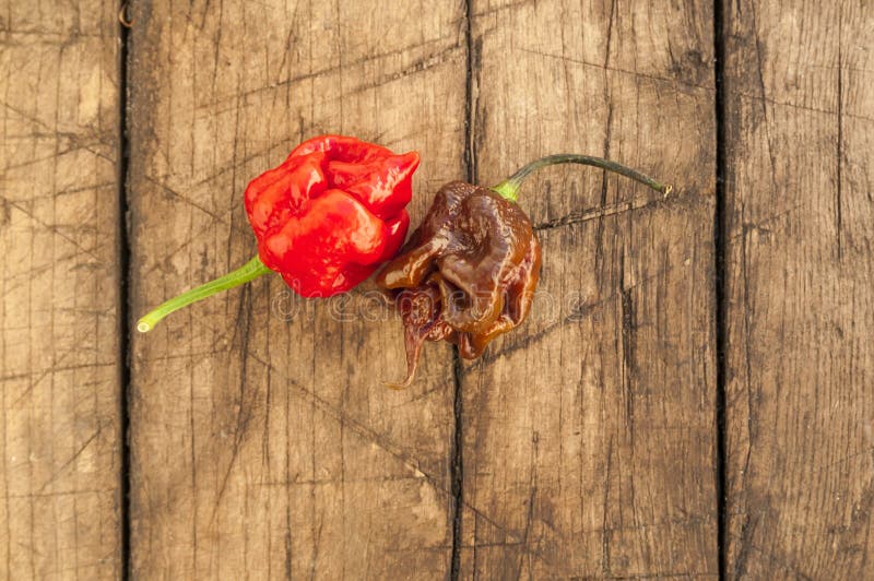 Trinidad Moruga Scorpion Chocolate Peppers Stock Photo - Image of fresh ...
