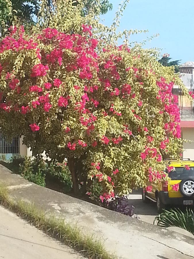 Trinitaria flower stock photo. Image of venezuela, flower - 106339896