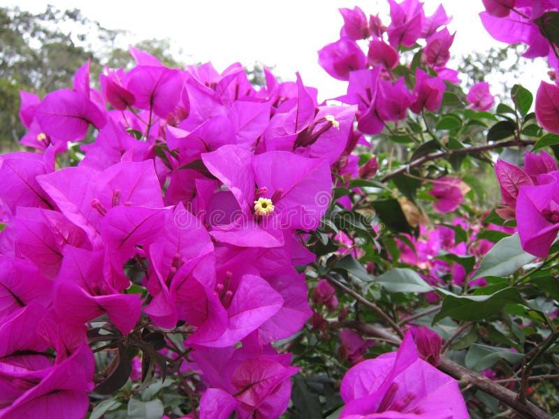 Trinity stock photo. Image of colombia, flowers, nature - 103506090