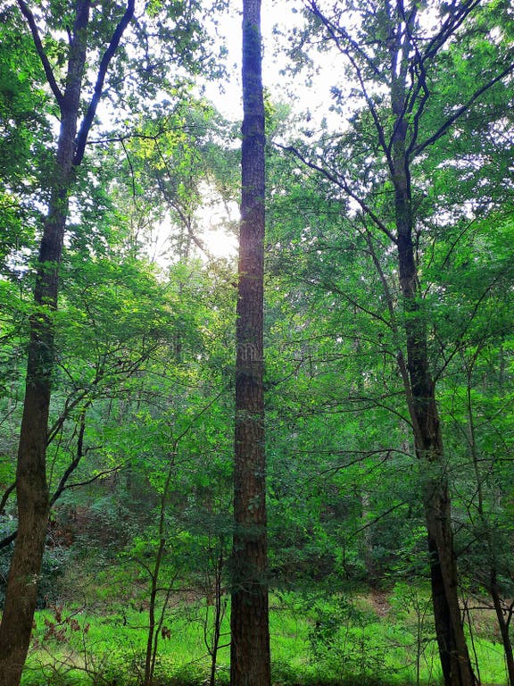 Trinity of Trees stock photo. Image of woodland, north - 246164666
