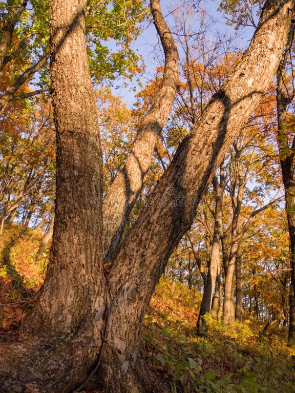 Trinity of Trees in Autumn Forest Stock Photo - Image of park, scenic ...