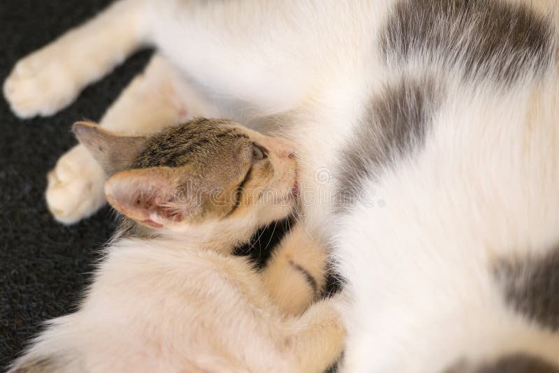 Trinkmilch Der Babykatze Von Ihrer Mutter Stockfoto - Bild von trinken ...