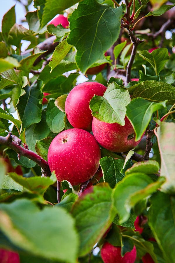 Trio of Apples in Focus on Tree in Apple Orchard Farm Stock Photo ...